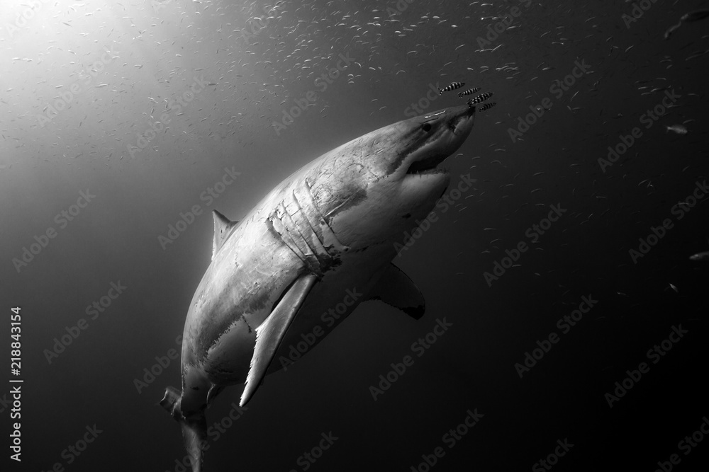 A great white shark rises from the depths towards the surface with ...