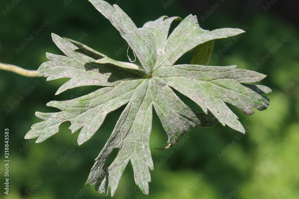 Powdery mildew of Geranium. Fungal disease on green leaf foto de Stock ...