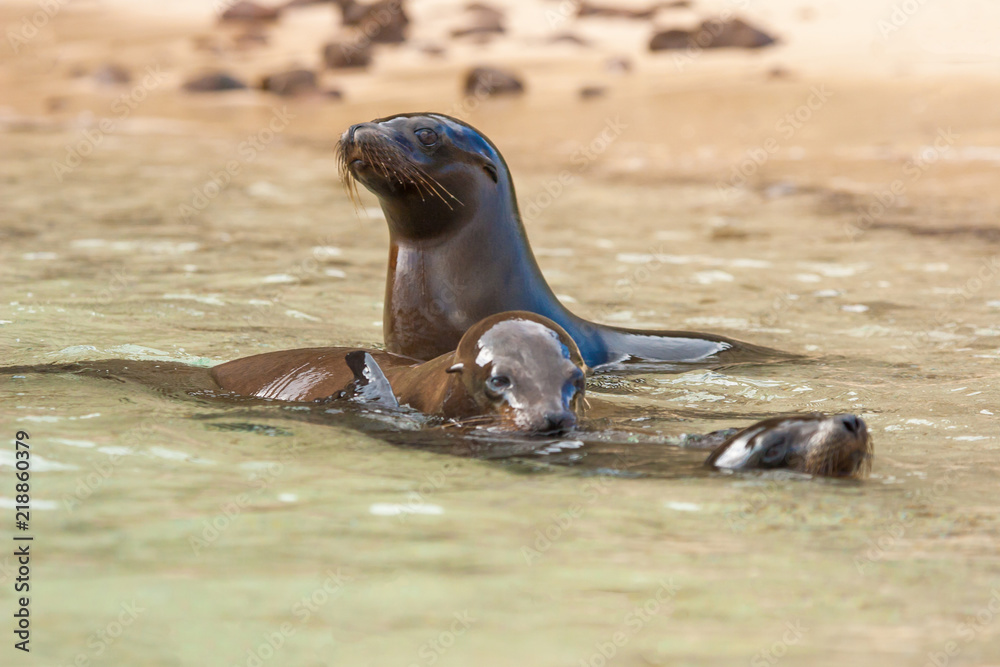 Ecuador. The Galapagos Islands. Group of fur seals in the water ...