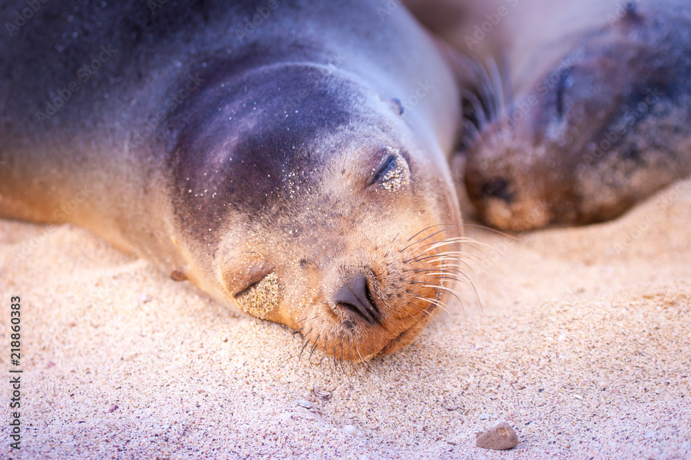 Ecuador. The Galapagos Islands. Seals are sleeping on the beach ...