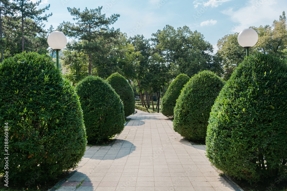 Beautiful garden decoration plant bush and walking path and tree in ...