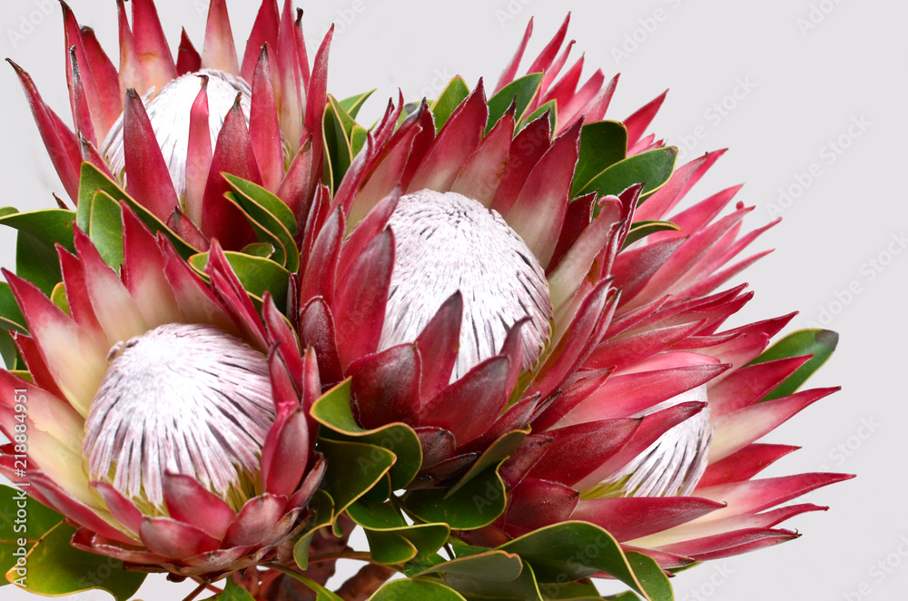 Red protea plant on white background Stock Photo | Adobe Stock