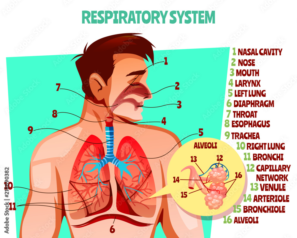 Obraz Human respiratory system vector illustration. Cartoon medical ... Obraz Human respiratory system vector illustration. Cartoon medical ...