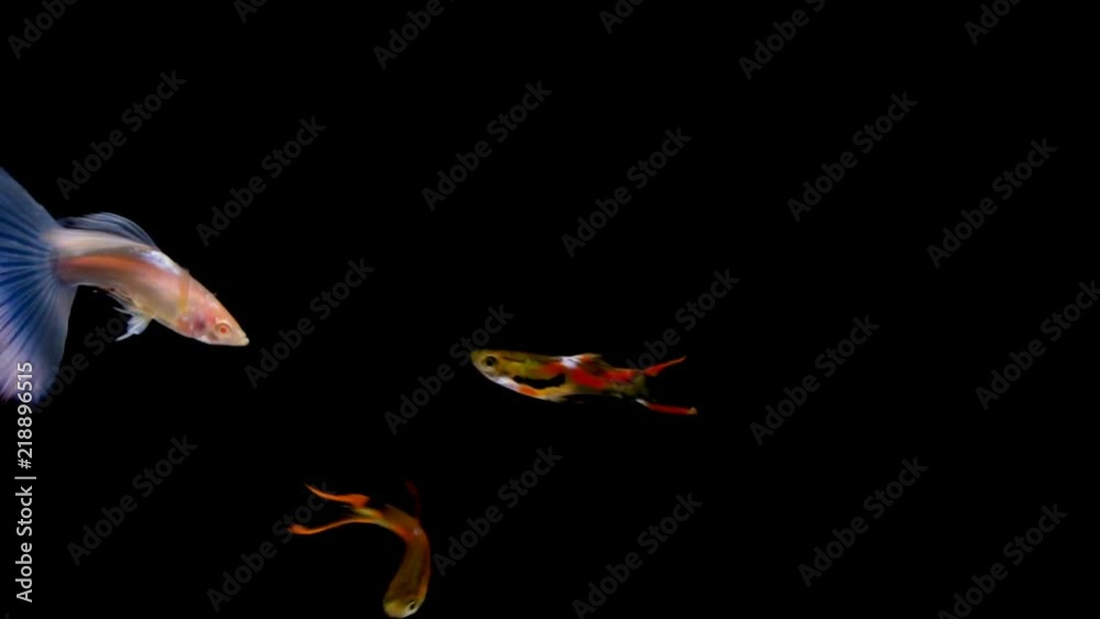 The guppy (Poecilia reticulata), also known as millionfish and rainbow ...
