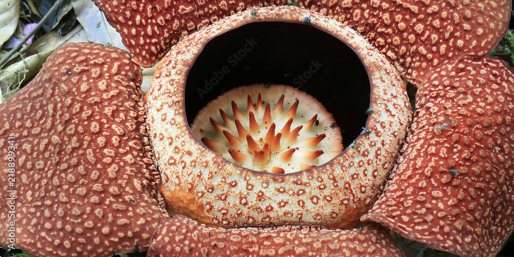 Rafflesia flower blossom in the rainforest of borneo, Malaysia Stock ...