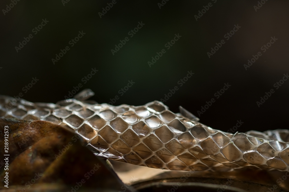 Shed Indian Rat Snake Skin or Moult Stock Photo | Adobe Stock