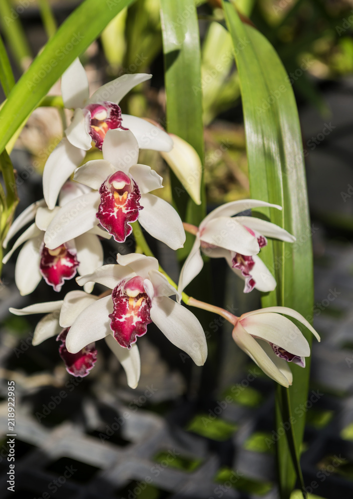 Tropical Dry Forest Orchids