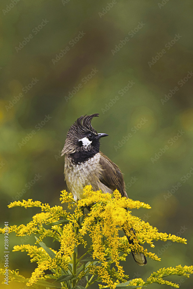 Himalayan Bulbul, White-cheeked bulbul, Pycnonotus leucogenys ...
