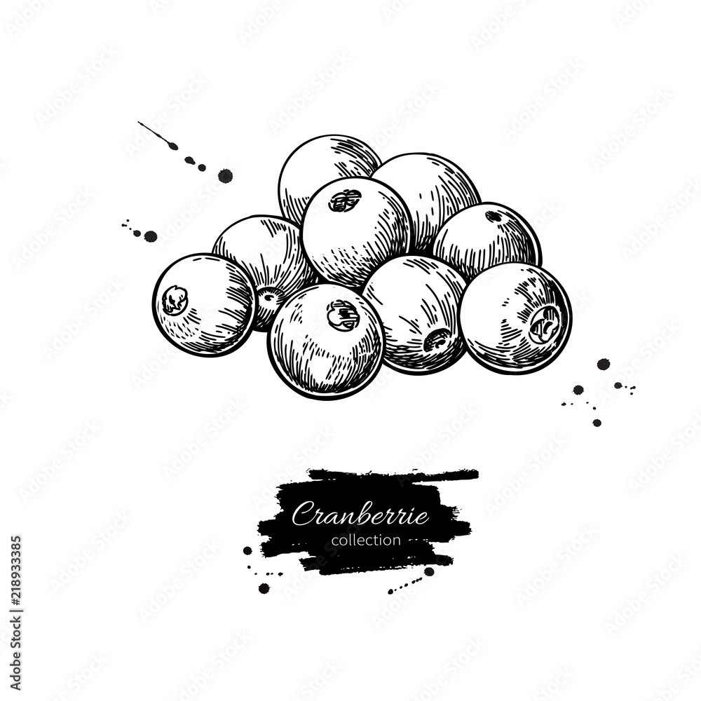 Cranberry vector drawing. Isolated berry heap sketch on white ba Stock ...