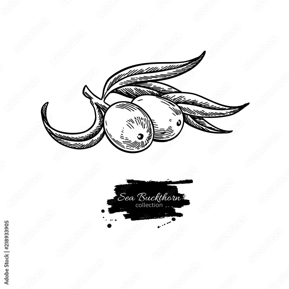 Sea buckthorn vector drawing. Isolated berry branch sketch on wh Stock ...