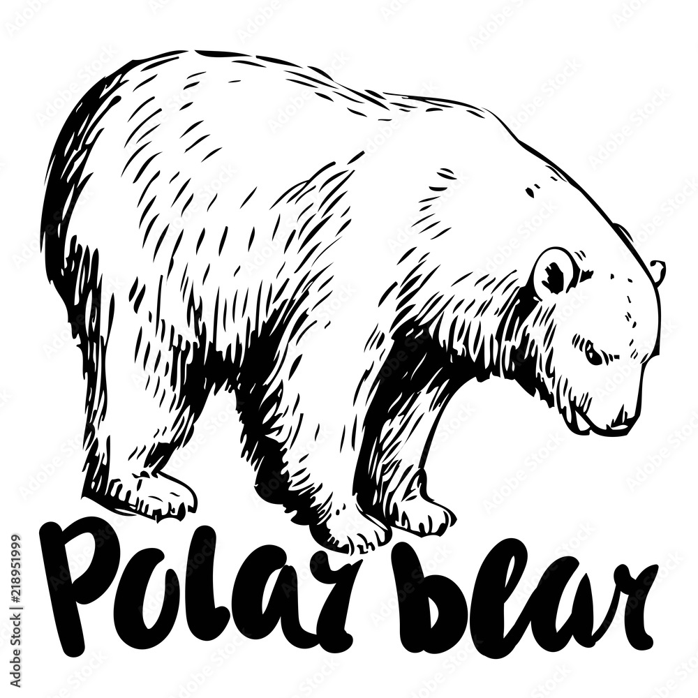 Sketch of polar bear. Hand drawn vector illustration Stock Vector ...