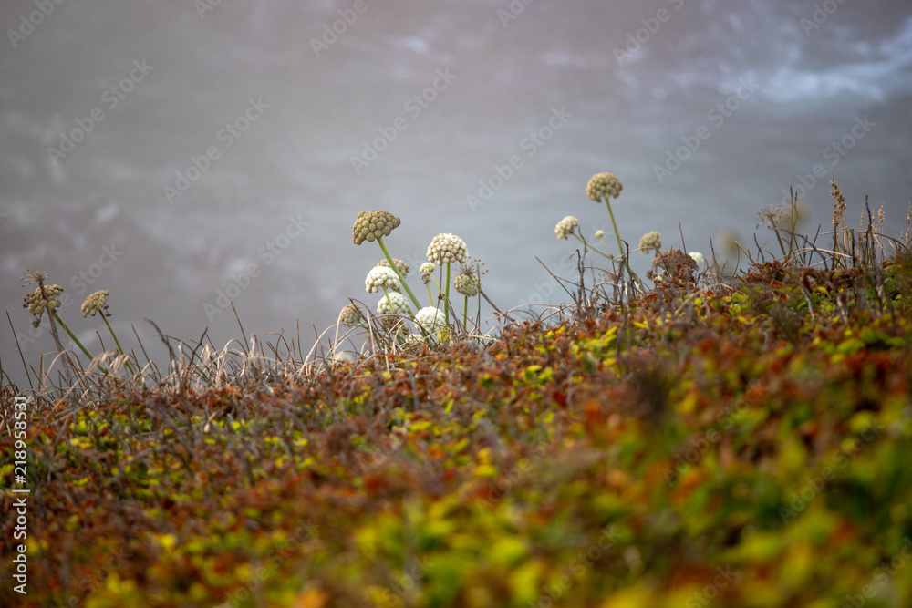 Pacific Ocean Plant Life