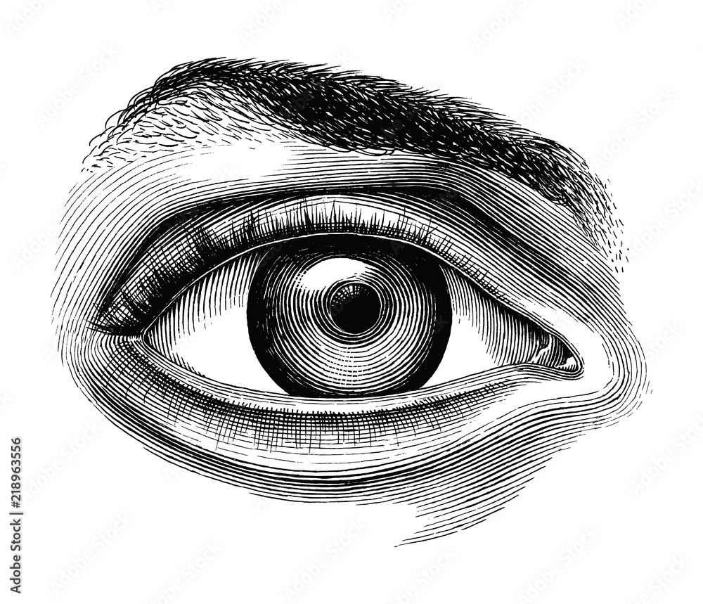Anatomy of human eye hand draw vintage clip art isolated on white ...