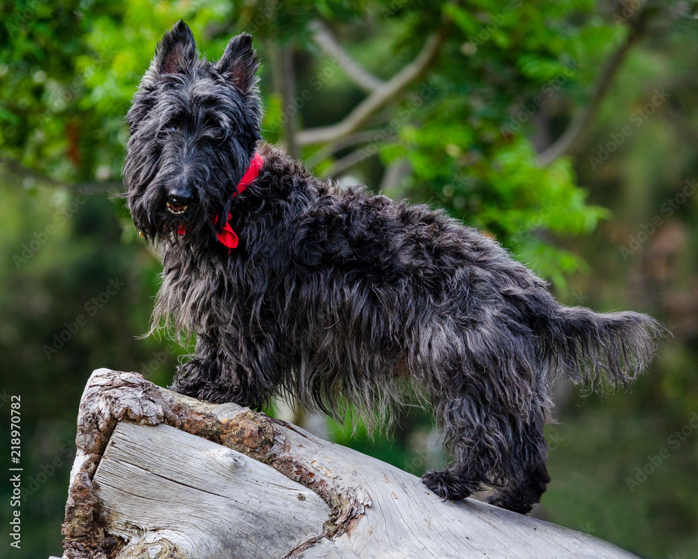 Red Scottish Terrier