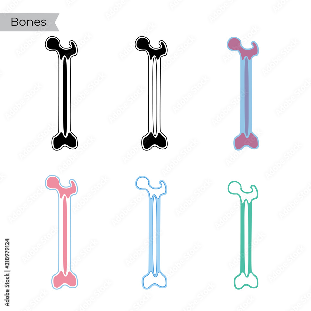 Vector illustration of bone marrow Stock Vector | Adobe Stock