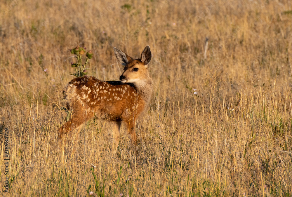 Photo & Art Print an Adorable Mule Deer Fawn Looking Back and Waiting ...