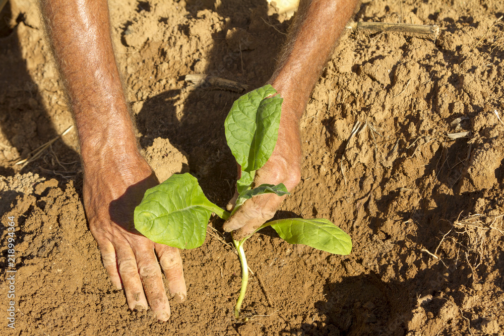 Trabalhador planta mudas de fumo em lavoura de fazenda brasileira Stock ...