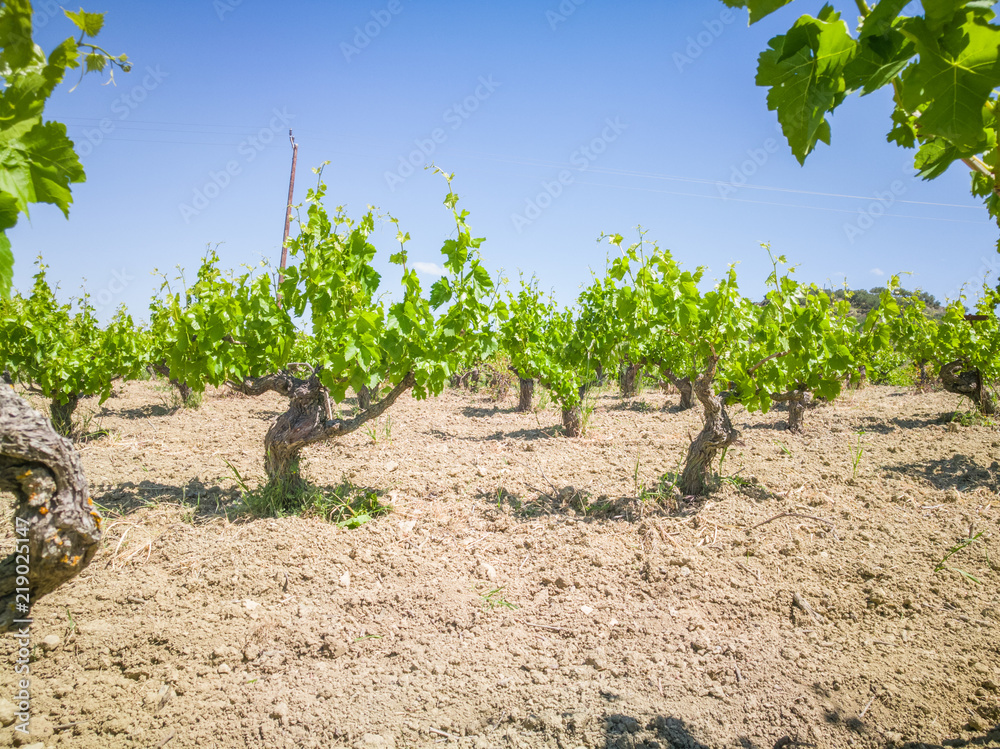 Beautiful and yong vineyards. Grape trees field in Greece. Landscape ...