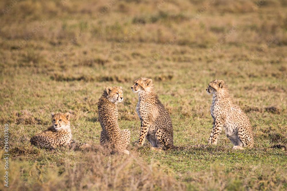 Cheetah Cubs Hunting