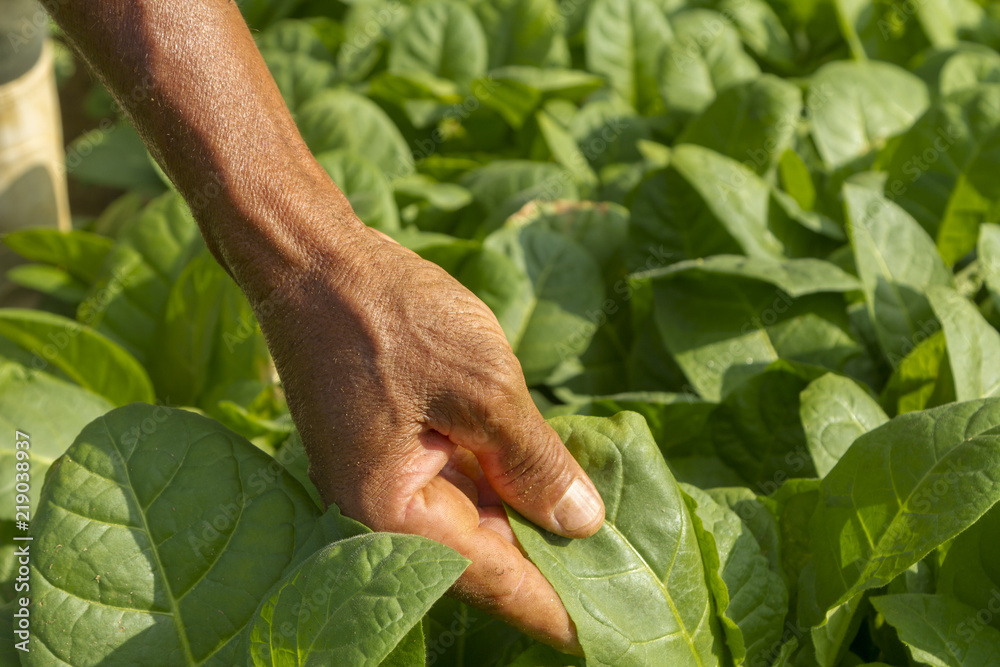 Detalhe de m]aos e trabalhador rural em lavoura de fumo Stock Photo ...