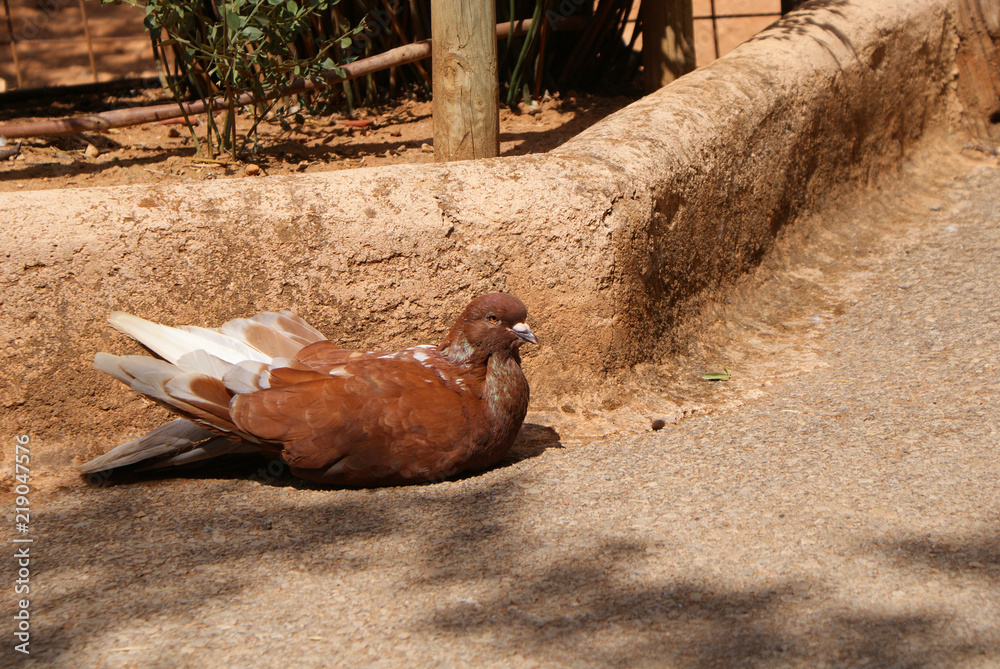 Paloma doméstica marrón y blanca en libertad tumbada descansando en ...