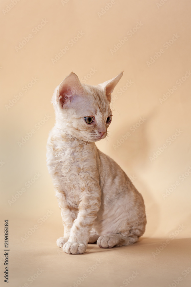 Cameo Devon Rex Kitten Stock Photo | Adobe Stock