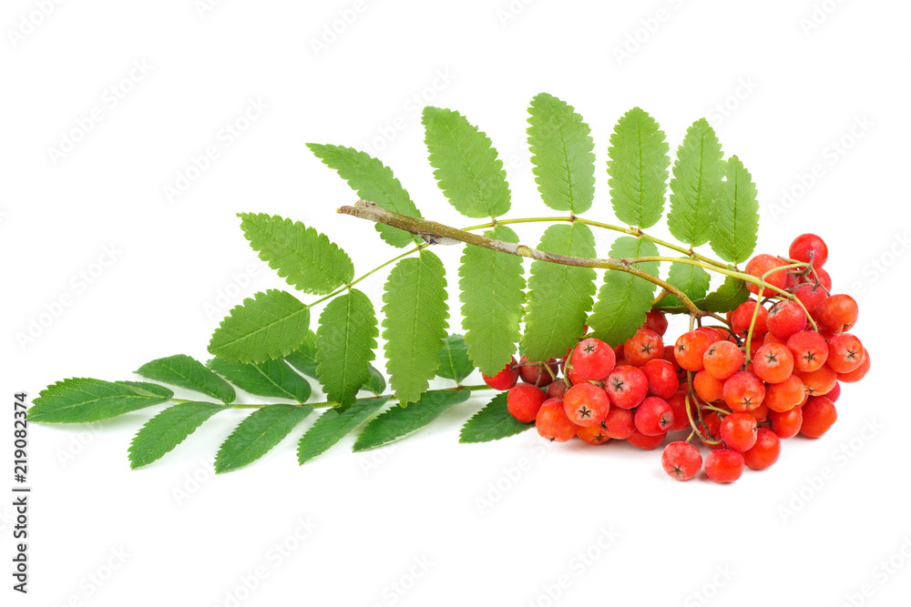Rowan berries with leaves isolated on white background Stock Photo ...