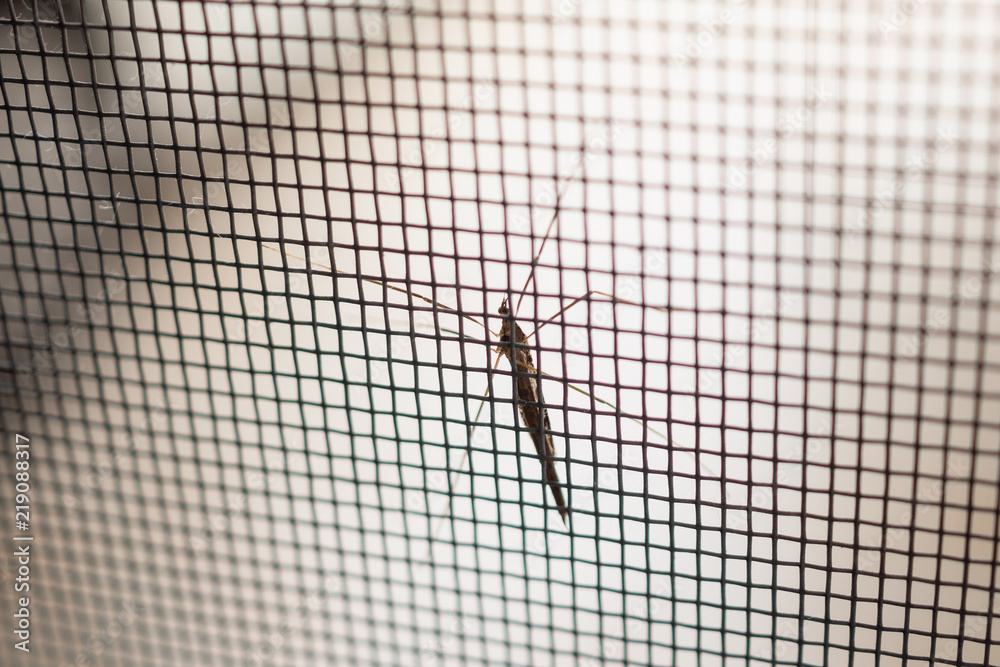 mosquito net wire screen on house window protection against insect ...
