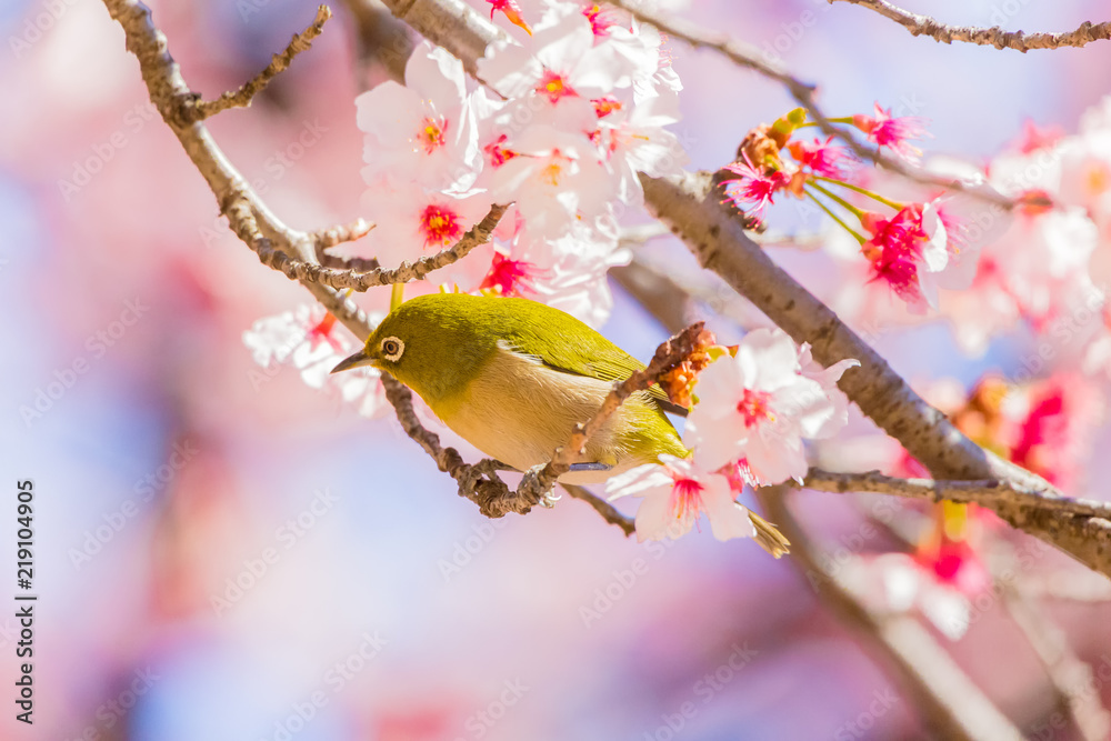 Japanese White-eye With cherry blossoms(Japanese name is Kanzakura) at ...