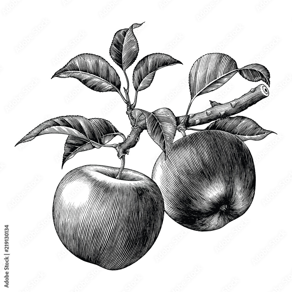 Apple branch hand draw vintage clip art isolated on white background ...