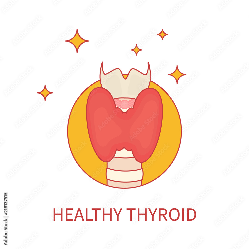 Healthy thyroid gland front view on white background. Human body organs ...