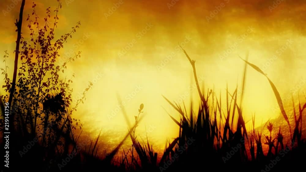 Pass the screen through of scary silhouette of forest and grass. Useful ...