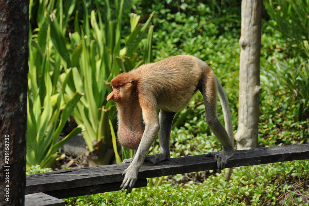 Poster Proboscis monkeys on Borneo – Veggbilde | Europosters
