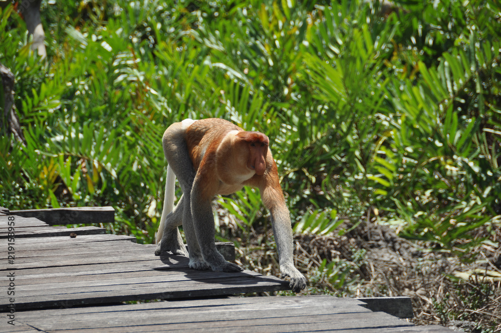 Poster Proboscis monkeys on Borneo – Wall Art | UkPosters