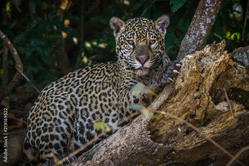 Poster Onça Pintada / Jaguar (Panthera onca) – Wall Art | UkPosters