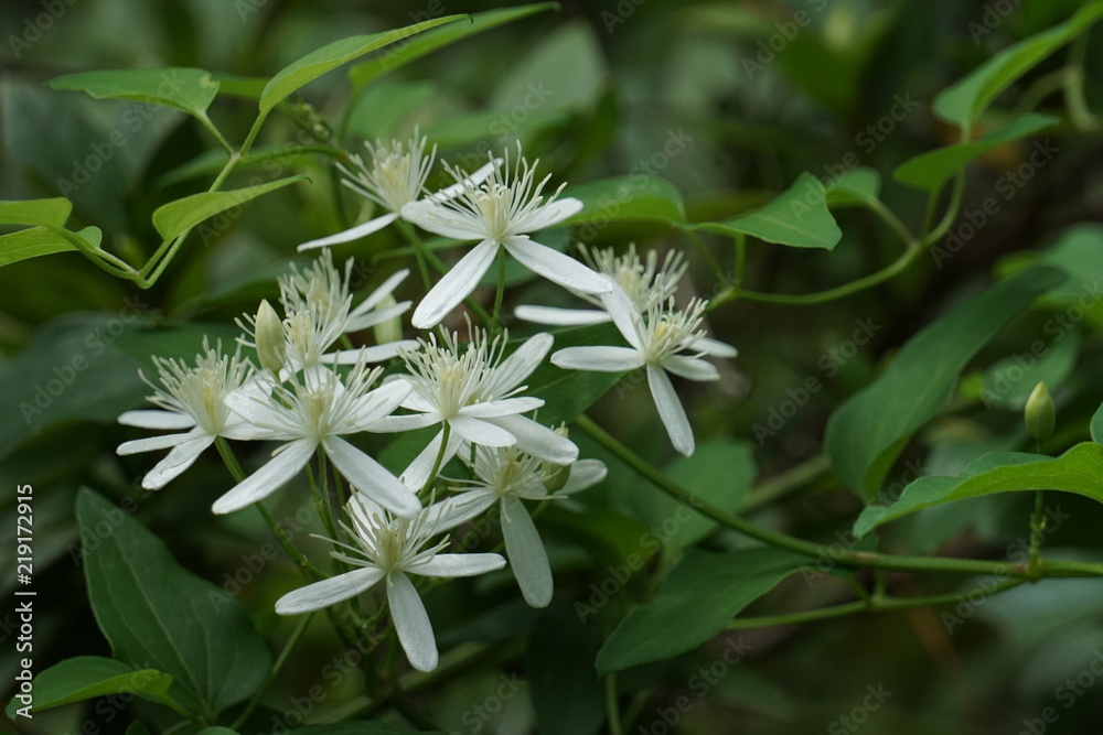Sweet Autumn Clematis (Clematis terniflora) is blooming on vine up the ...