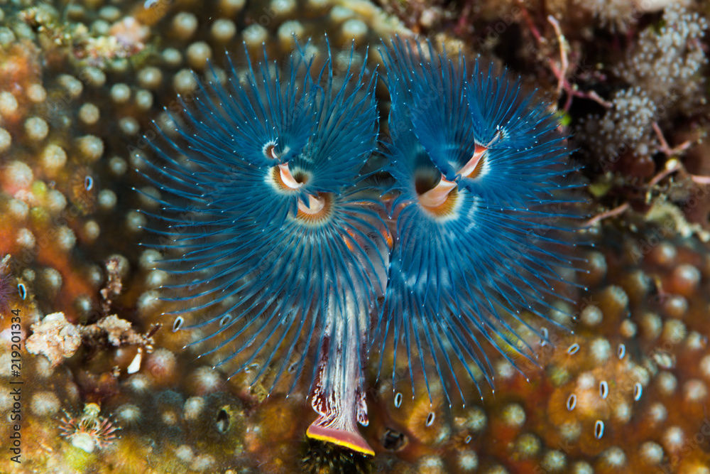 Spirobranchus giganteus, commonly known as Christmas tree worms, are ...