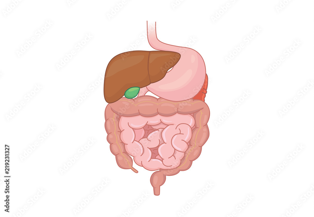Human Intestines Anatomy isolated on white background. Illustration ...