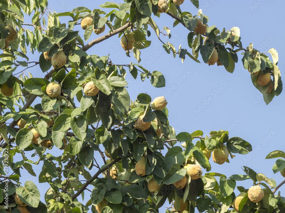 Cydonia oblonga. Le coing, fruit aromatique du cognassier apprécié en ...