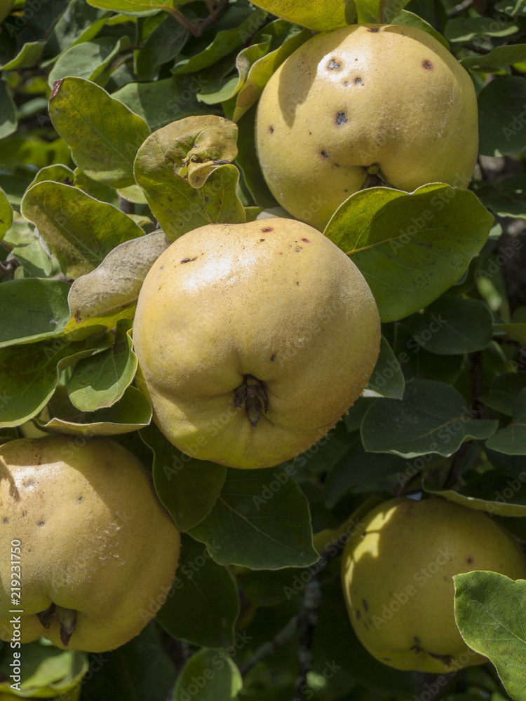 Cydonia oblonga. Le coing, fruit aromatique du cognassier apprécié en ...