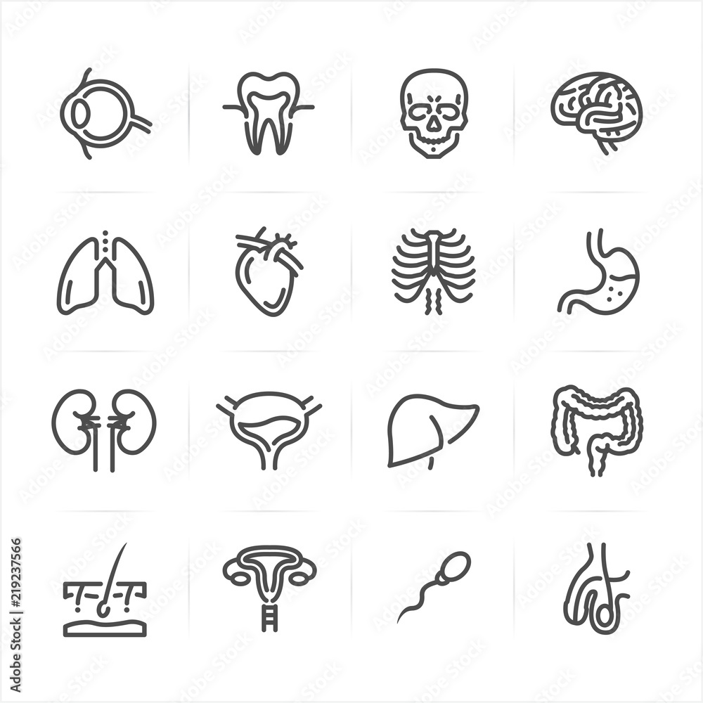Human Anatomy icons with White Background Stock Vector | Adobe Stock