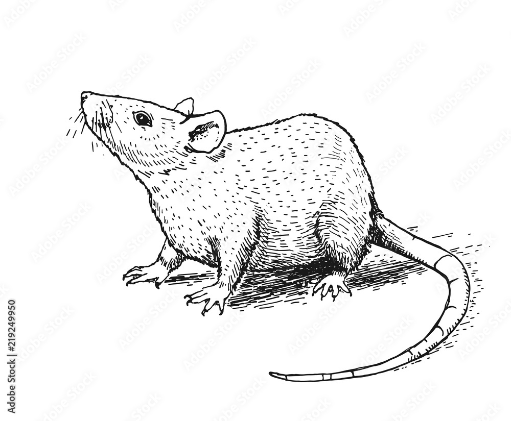 Illustration with a mouse or rat. Ink drawing. Can be printed on a t ...