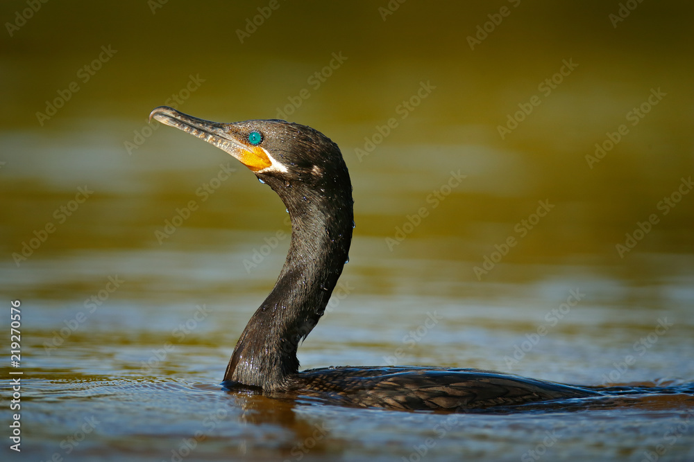 Cormorant Diving