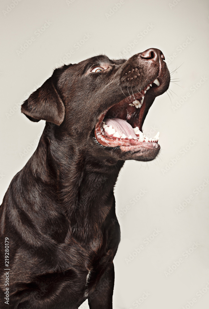 When Labrador Start Barking