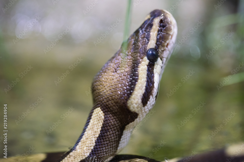 Frontal side view of the head snake Stock Photo | Adobe Stock