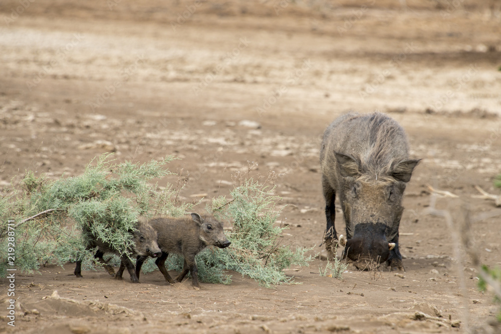 Phacochère commun, Phacochoerus africanus, Sénégal Stock Photo | Adobe ...