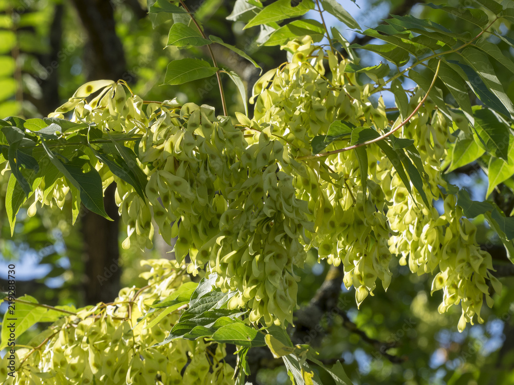 Ailanthus altissima. Ailante glanduleux ou vernis de Chine. Un grand ...