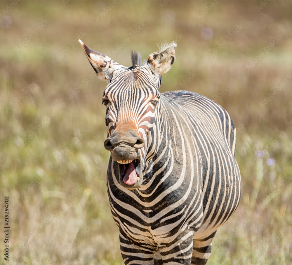 Zebra Laughing