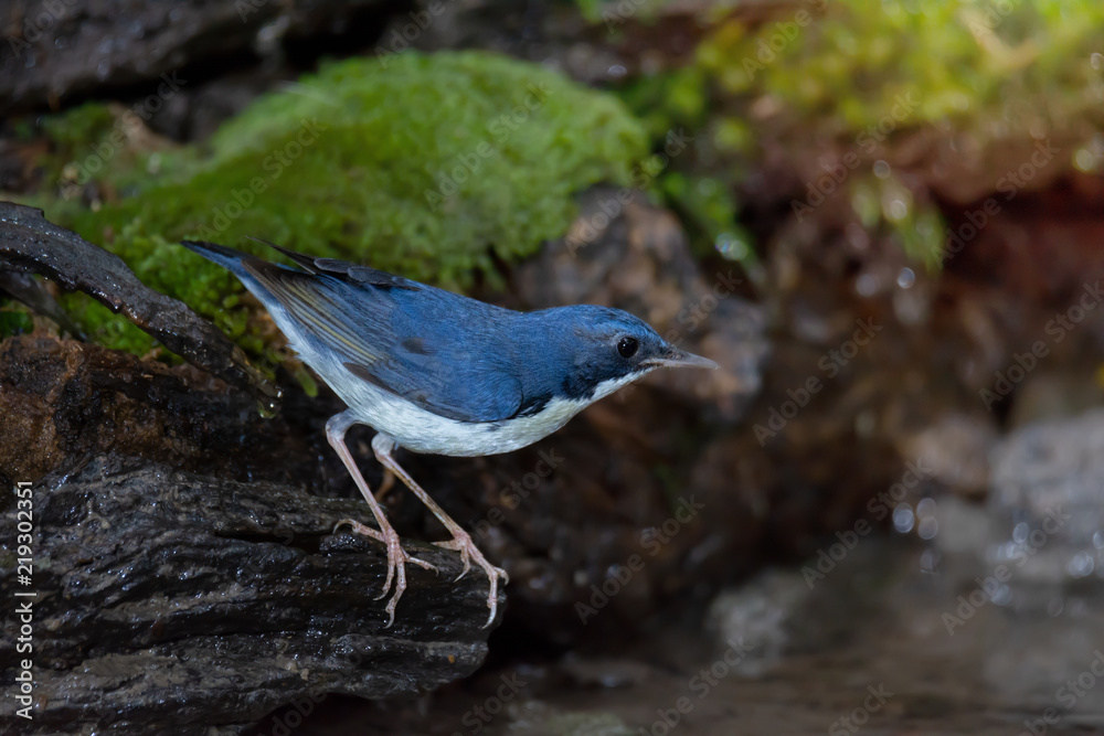 Bird in blue and white color,side view..Cute siberian blue bird ...