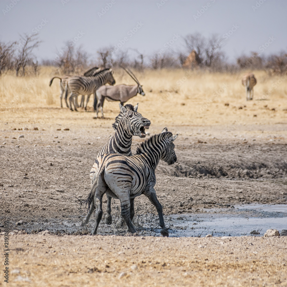 Photo & Art Print Zebra Fighting, Cathy Withers-Clarke